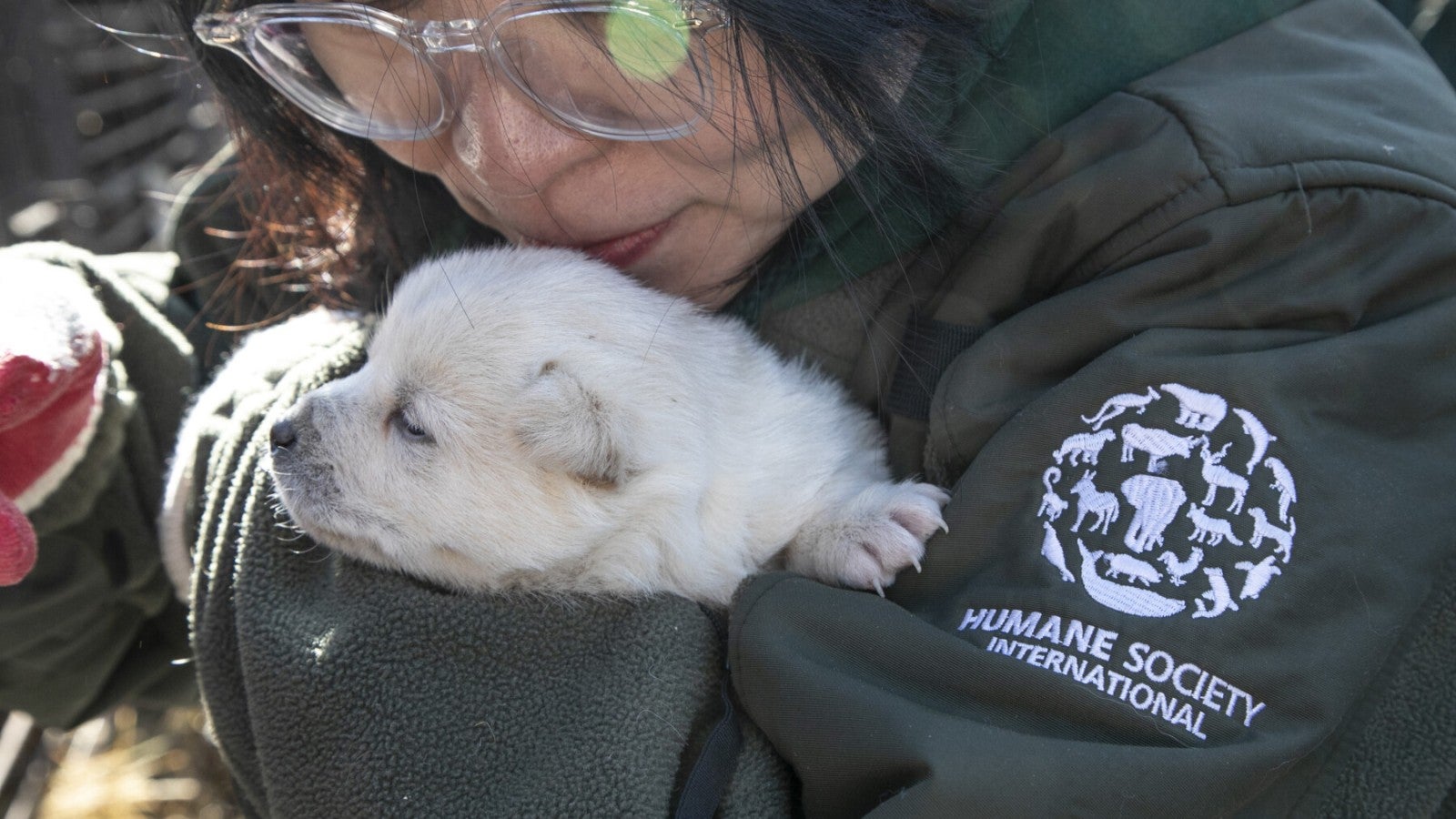 how to cook dog meat in china